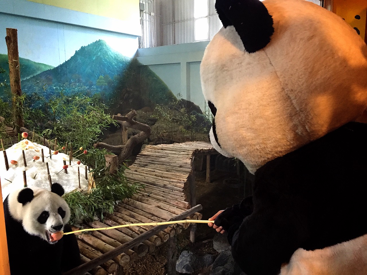 Chiang Mai Zoo Pandas Celebrate Lin Ping's Sixth Birthday - Chiang Mai ...