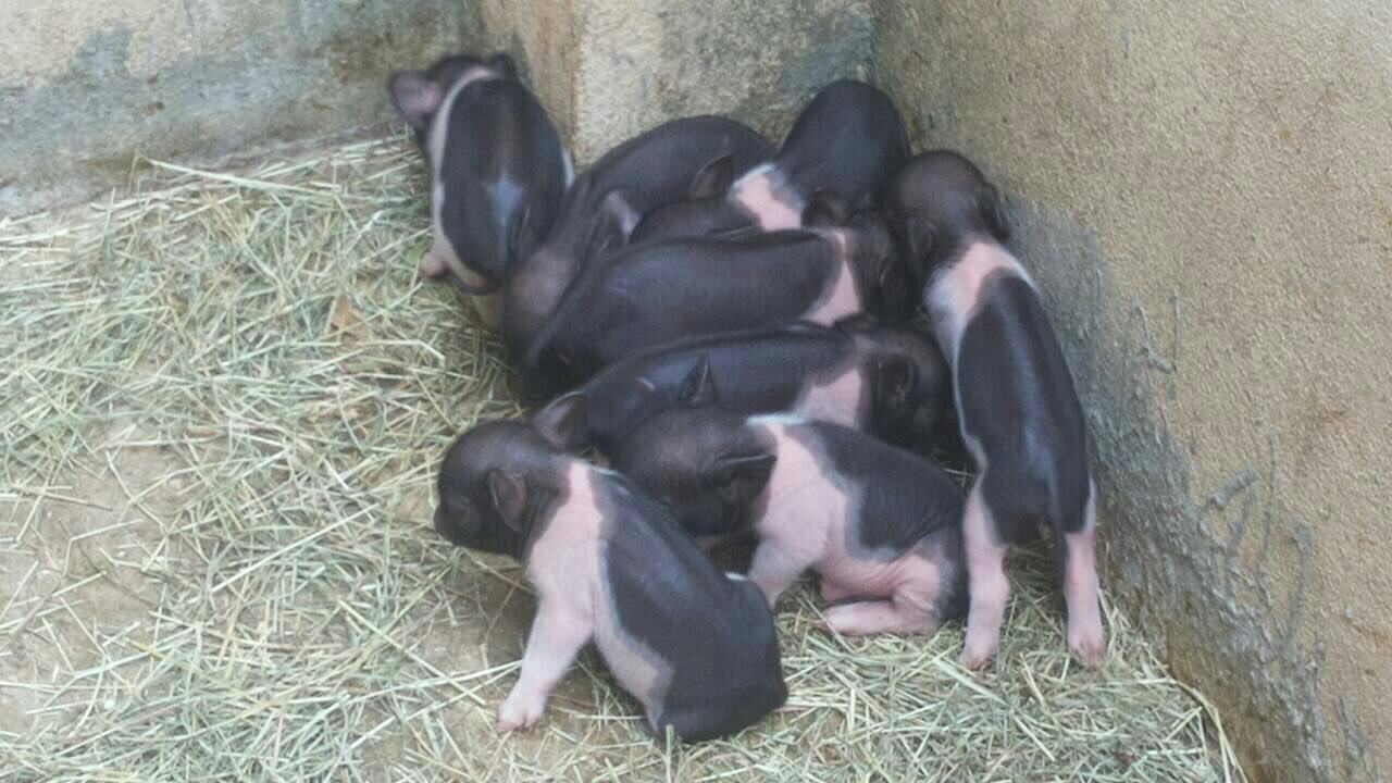 Chiang Mai CityNews - Chiang Mai Zoo Celebrates 8 Newborn Vietnamese ...