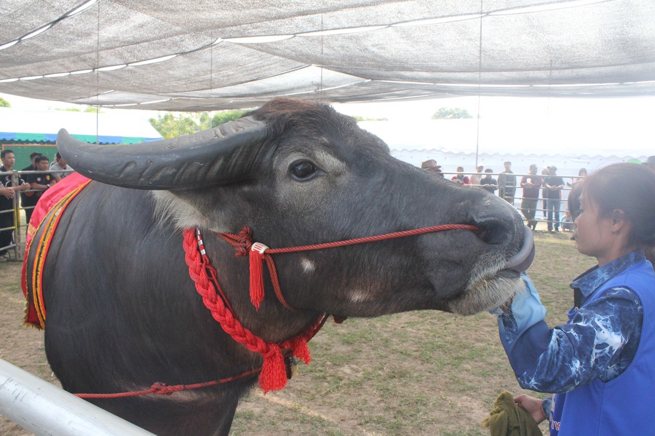 Champion Buffalo Dies after Chiang Mai Visit - Chiang Mai Citylife CityNews