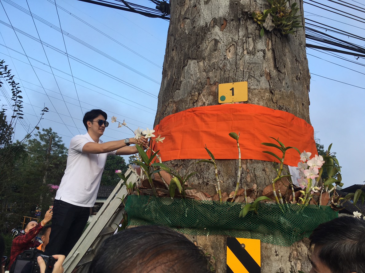 Thai Movie Star 'Film' Pays Respects to Yang Na Tree - Chiang Mai ...