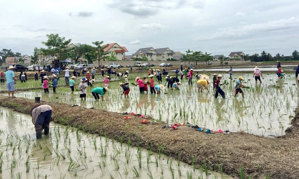 Rice planting