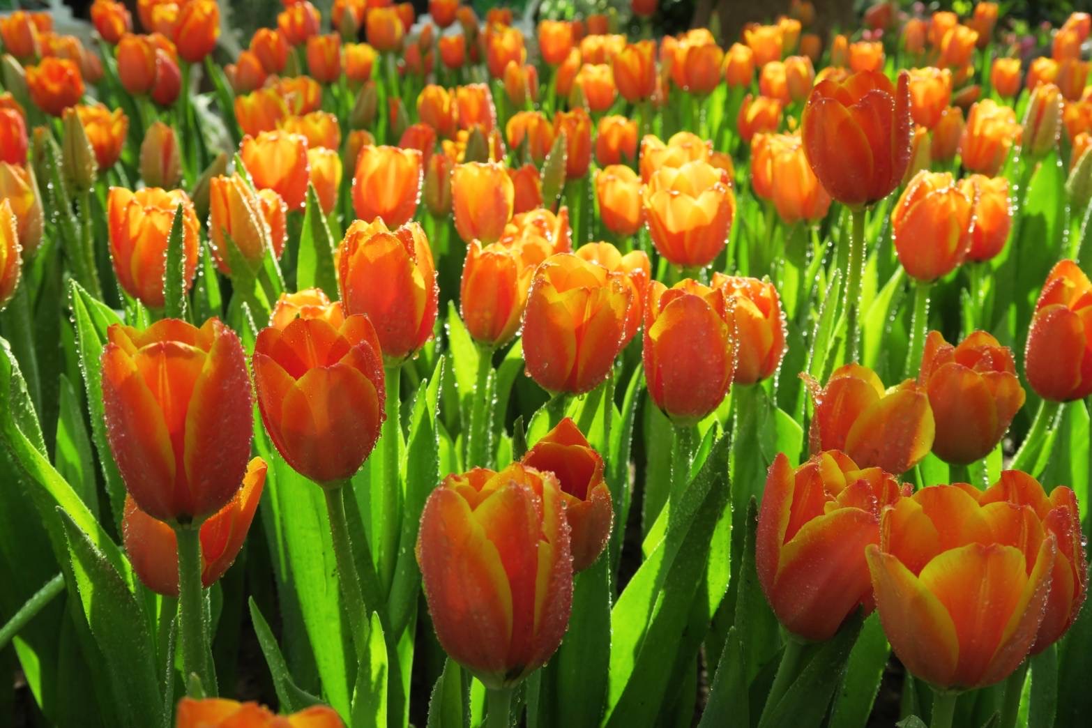 Beautiful flowers at Royal Park Rajapruek - Chiang Mai Citylife CityNews