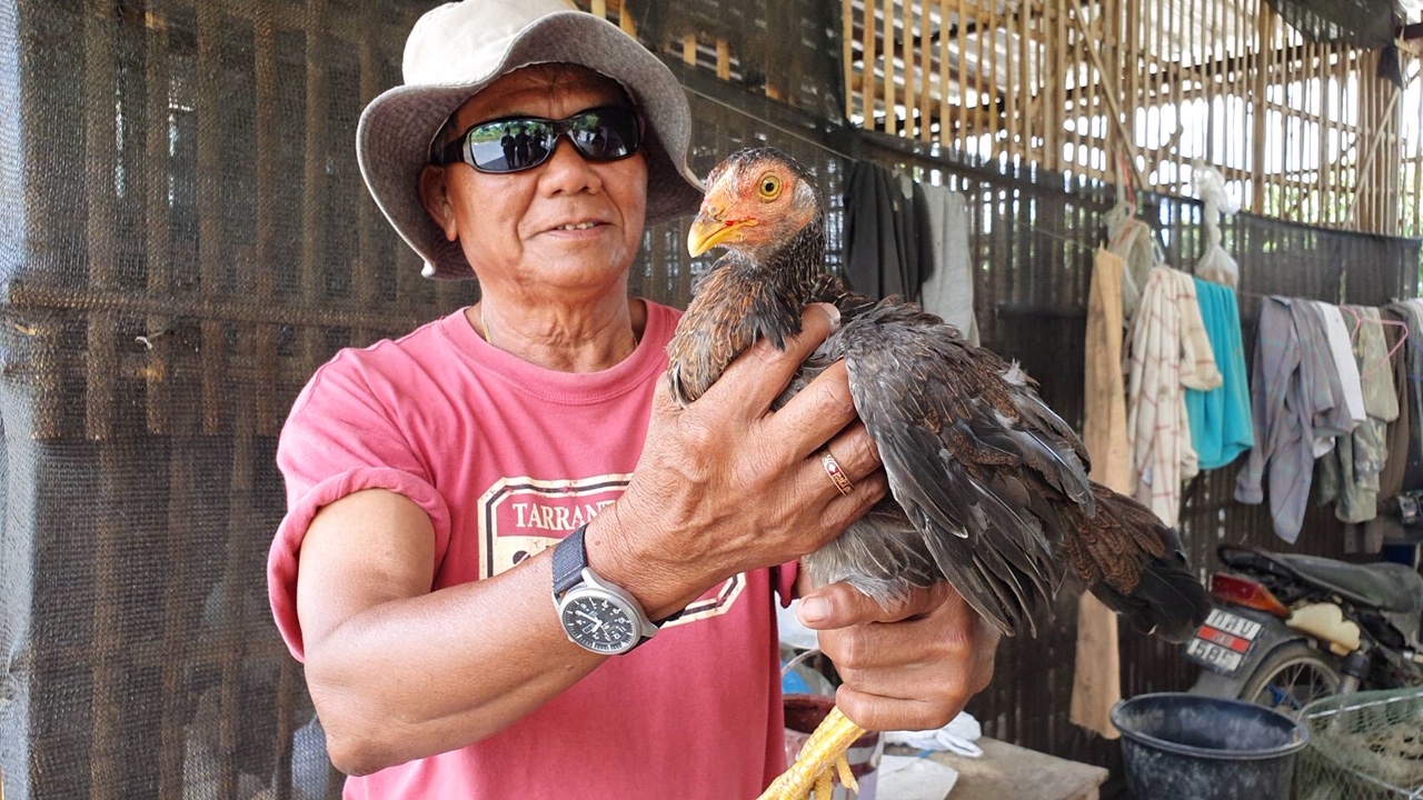 Stand-in chicken buried for a fortnight in viral video is safe and ...
